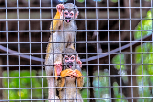 Darwin's Exotic Animal Rescue